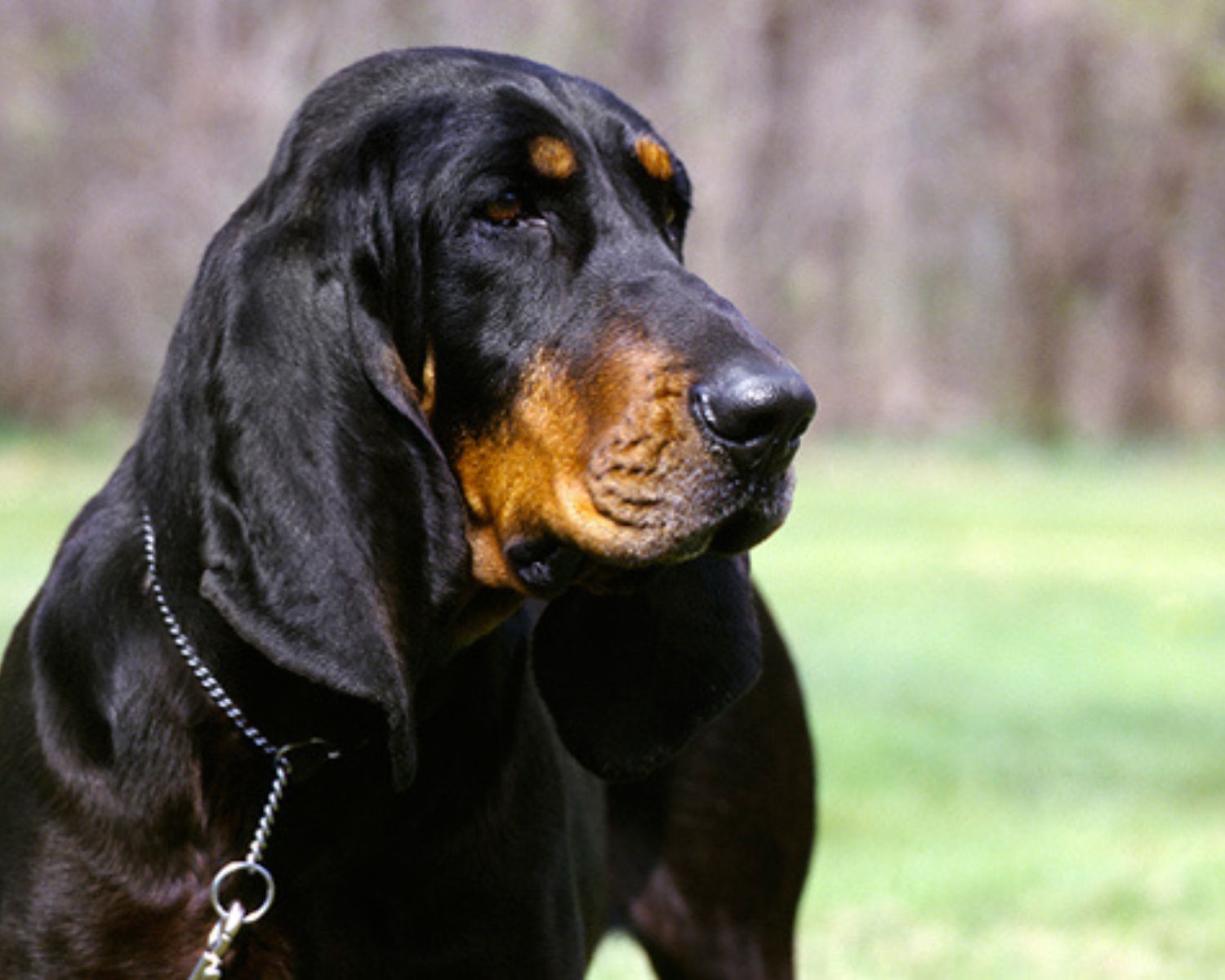 Top Bear Hunting Dogs Breeds That Excel in Tracking and Confrontation Sportsman s Guide